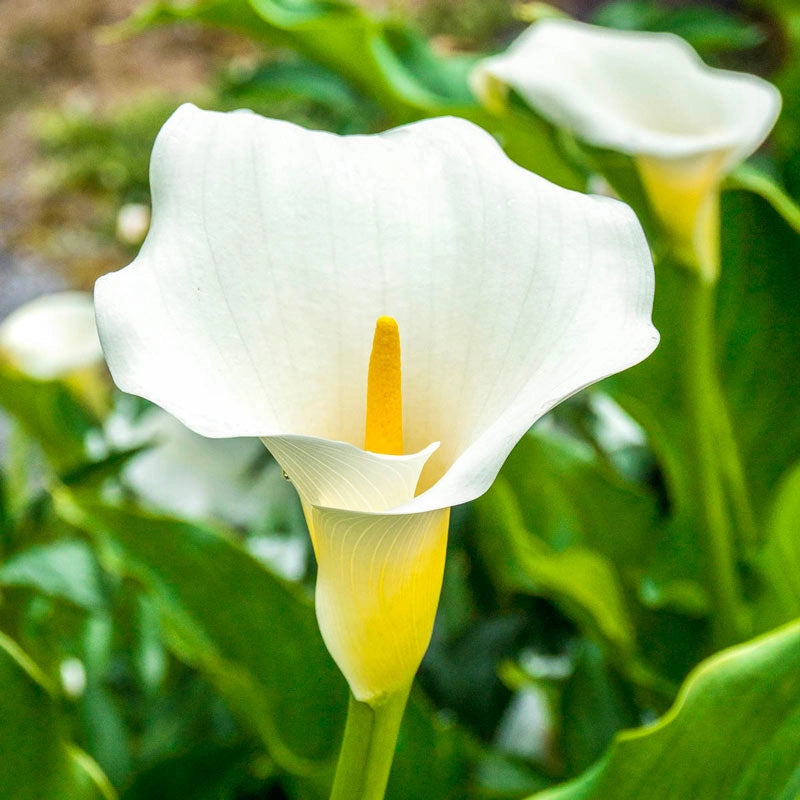 Calla Lily – Molly Oliver Flowers