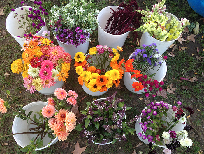 My journey to sustainable floral design - Part 3 – Molly Oliver Flowers
