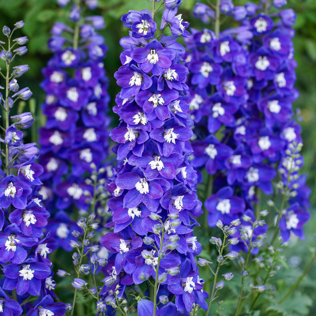 Delphinium – Molly Oliver Flowers