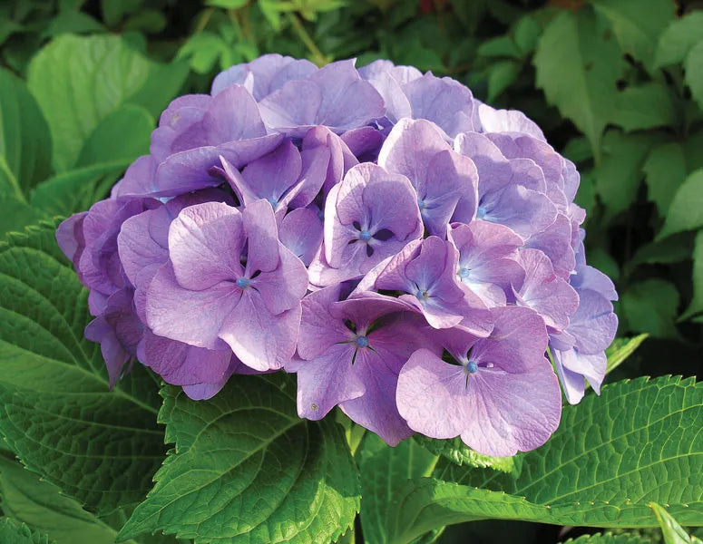 Hydrangeas – Molly Oliver Flowers