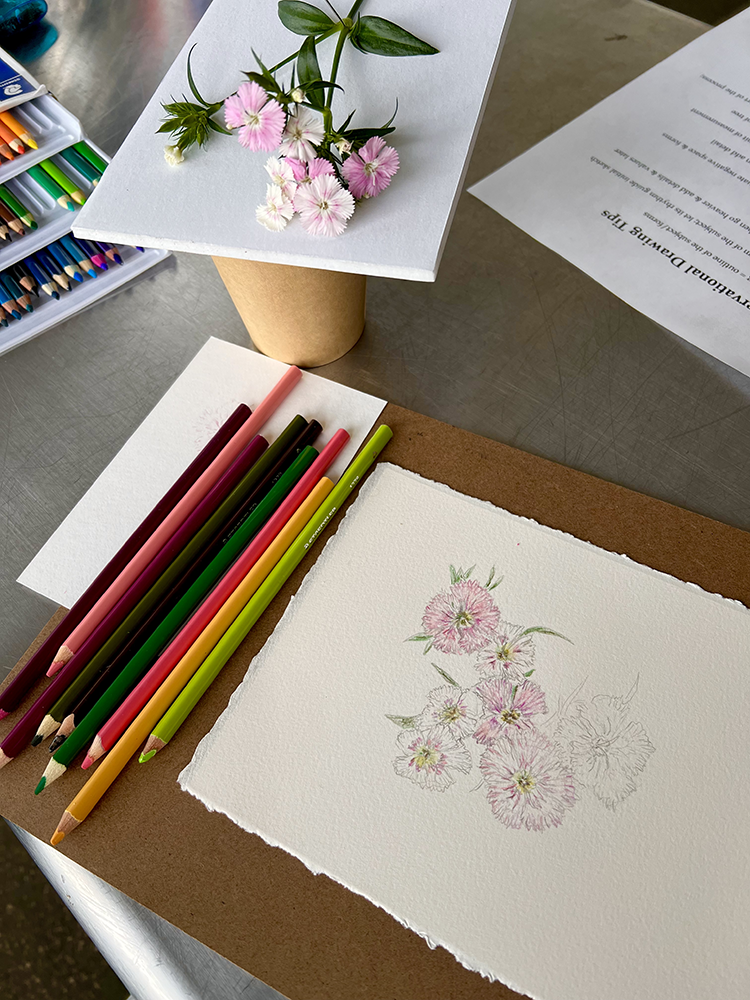 Freeing my mind (for a time) with Botanical Drawing – Molly Oliver Flowers