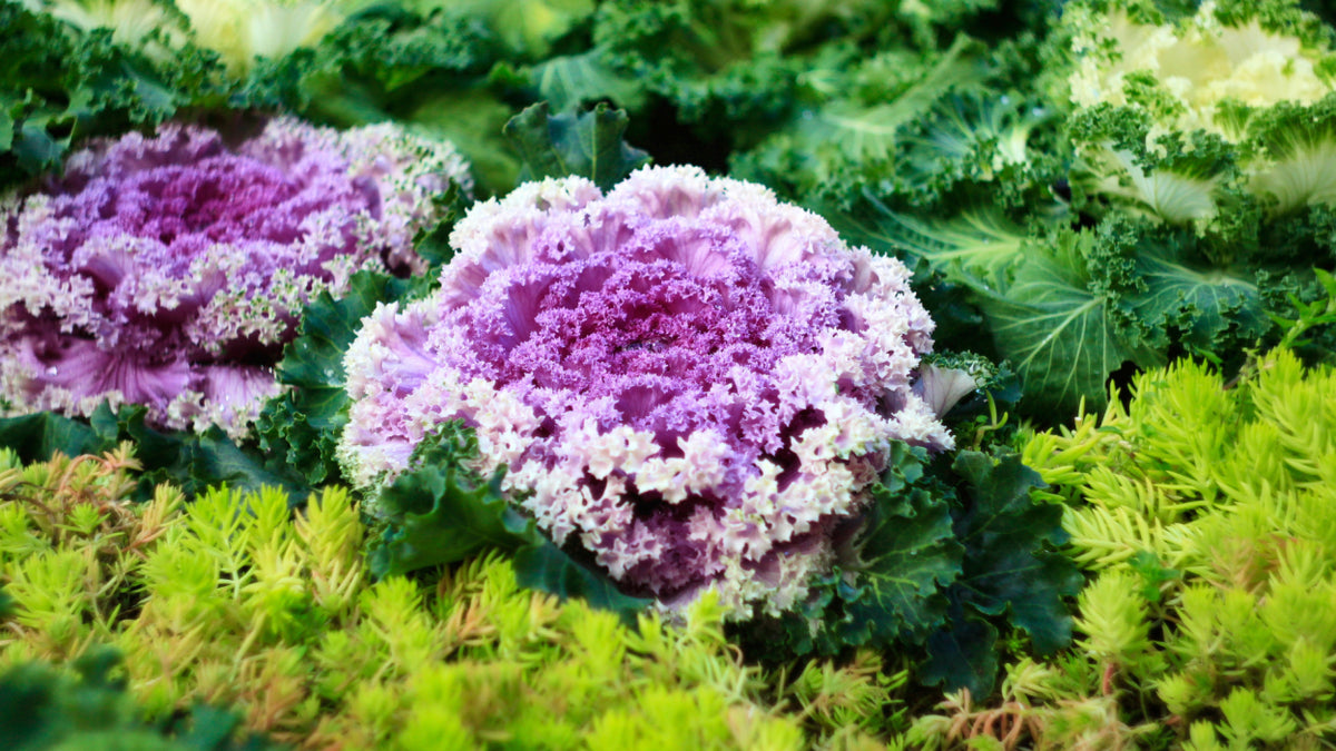 Ornamental Kale – Molly Oliver Flowers