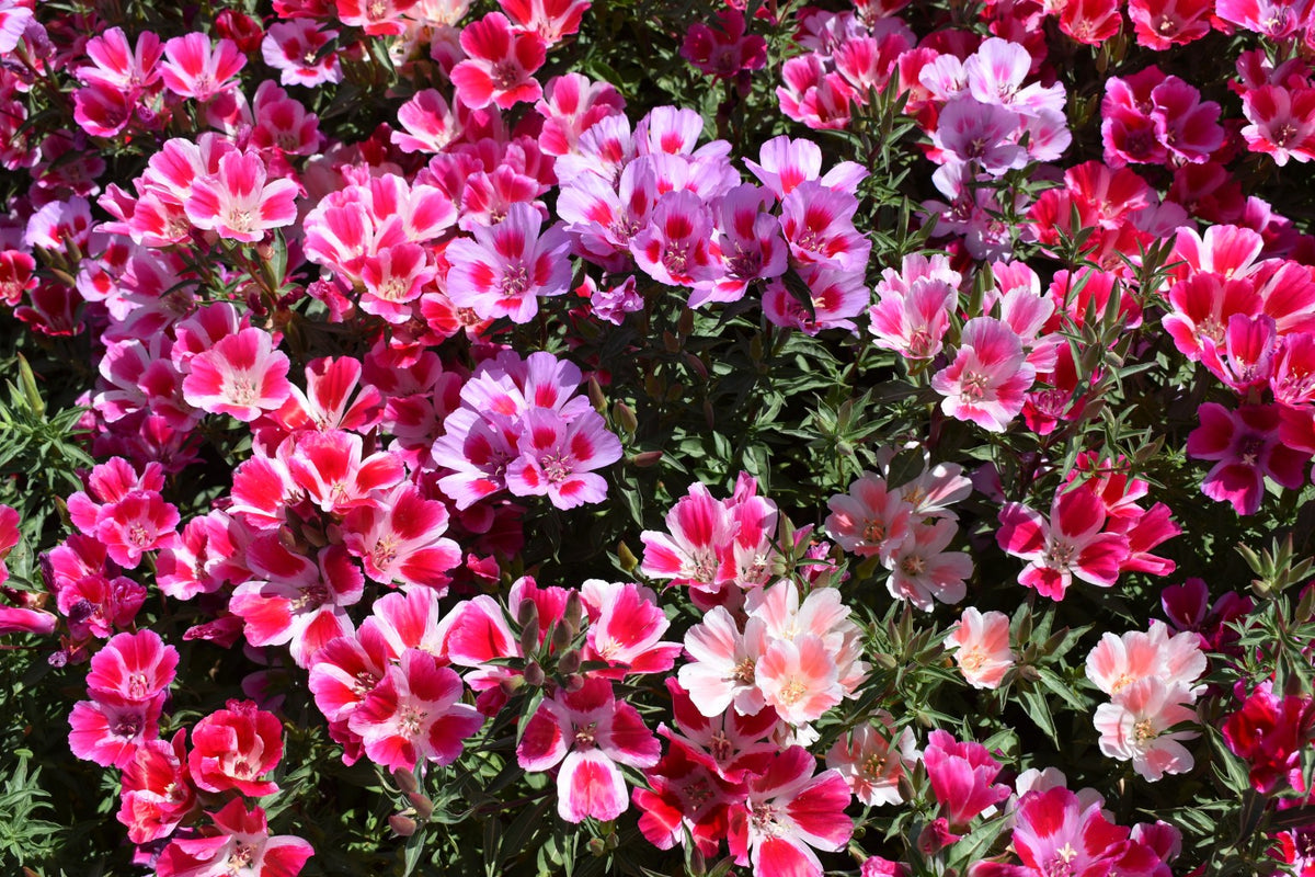 Godetia – Molly Oliver Flowers
