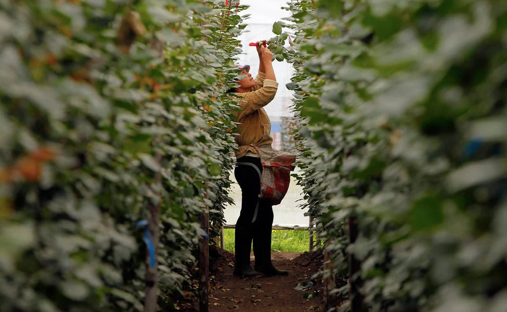 The Labor of Flowers & Reality of the Flower Farmer | Molly Oliver Flowers
