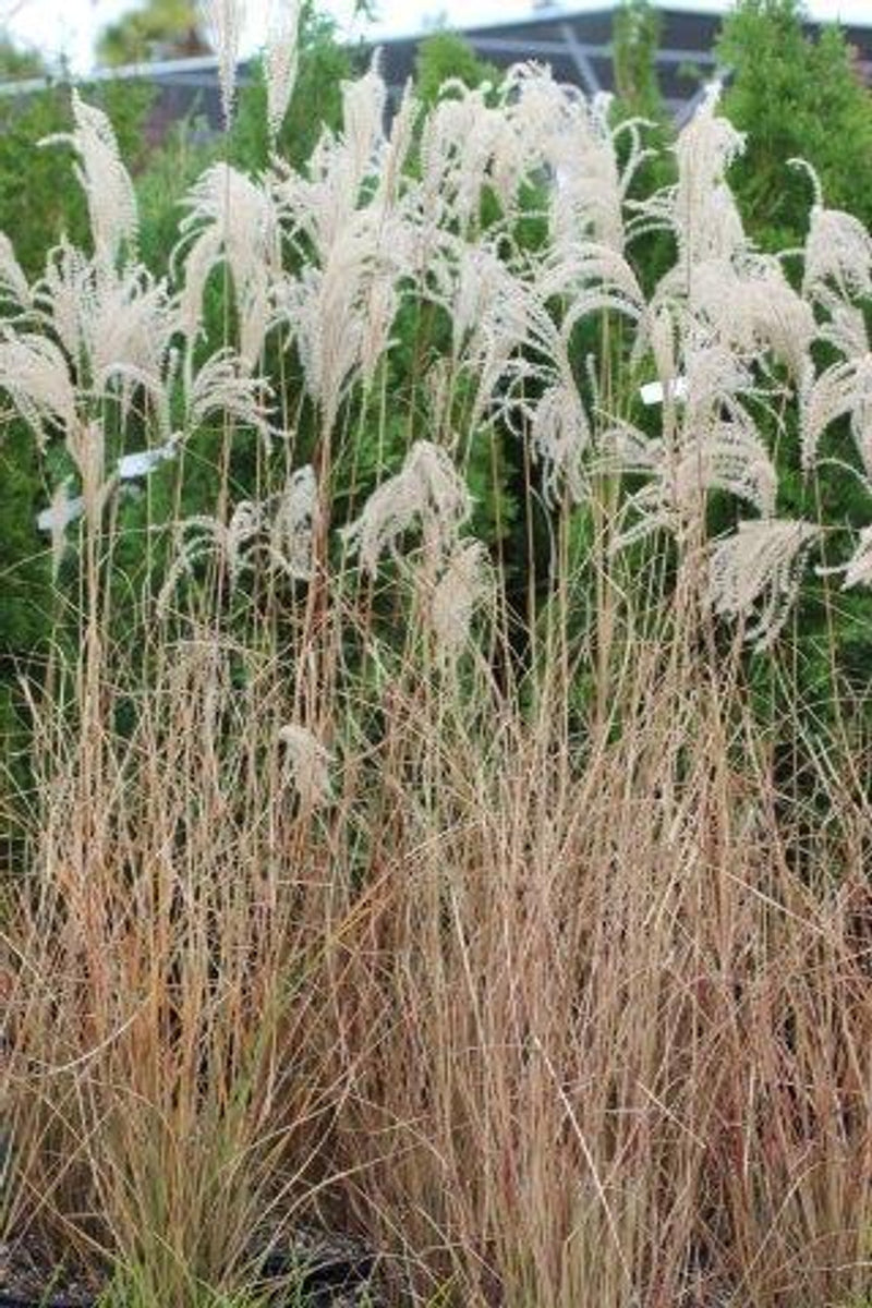 Miscanthus – Molly Oliver Flowers